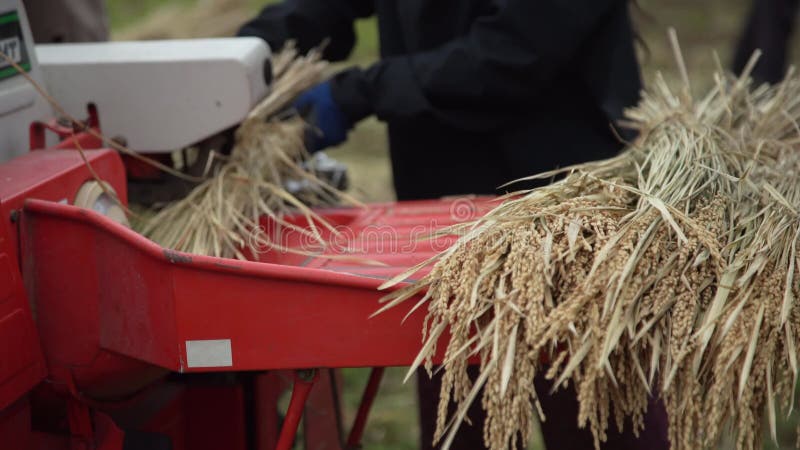 People Threshing Rice in the Rice Field Stock Video - Video of autumn ...