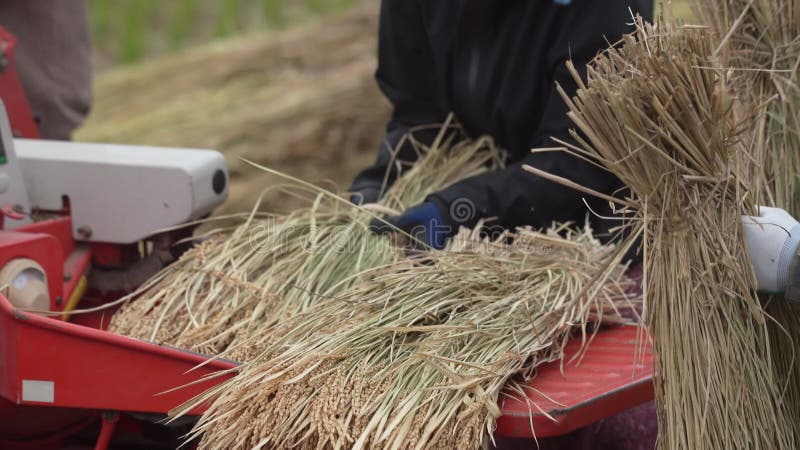 People Threshing Rice in the Rice Field Stock Video - Video of paddy ...