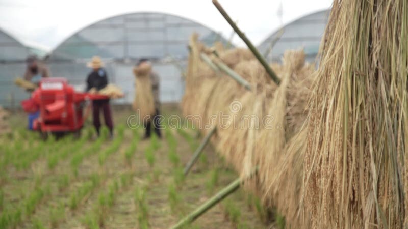 People Threshing Rice in the Rice Field Stock Footage - Video of ...