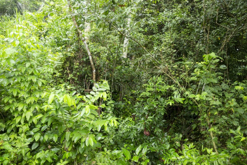 Image of Peruvian Rain Forest. Tropical Vegetation in Amazon Jungle ...