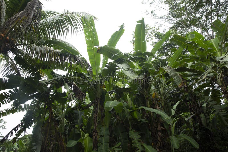 Image of Peruvian Rain Forest. Tropical Vegetation in Amazon Jungle ...