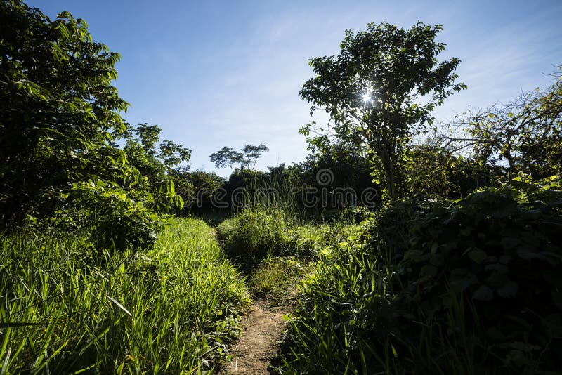 Image of Peruvian Rain Forest. Tropical Vegetation in Amazon Jungle ...