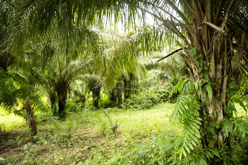 Image of Peruvian Rain Forest. Tropical Vegetation in Amazon Jungle ...