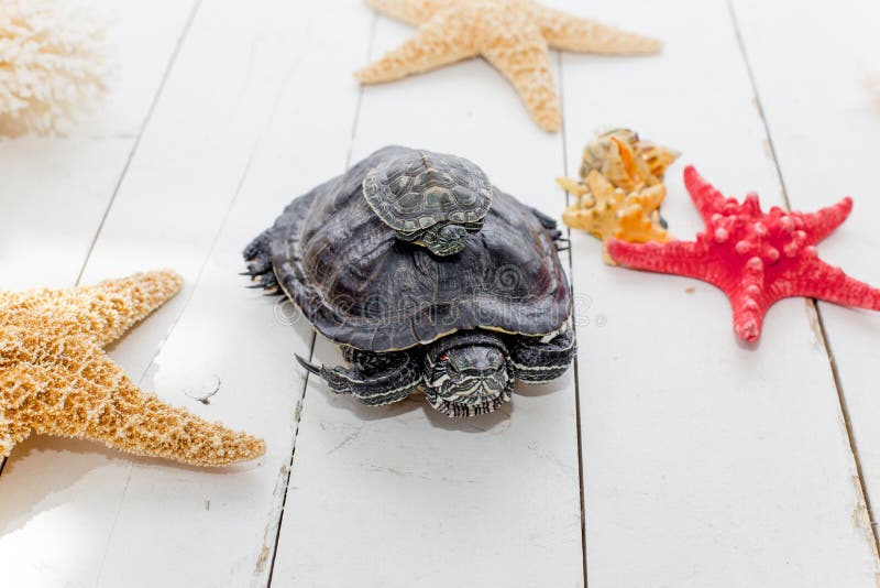 An Image of a Pet Turtle on a White Table Stock Image - Image of ...