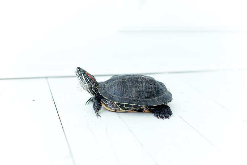 An Image of a Pet Turtle on a White Table Stock Image - Image of people ...