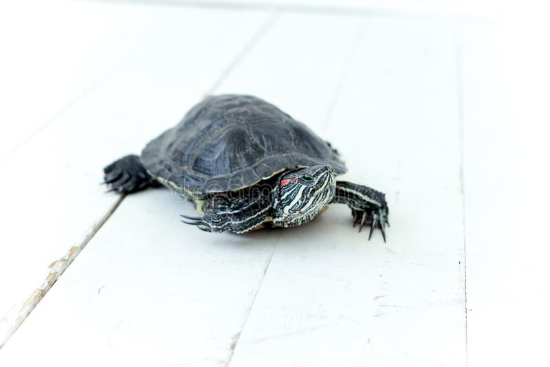 An Image of a Pet Turtle on a White Table Stock Image - Image of wild ...