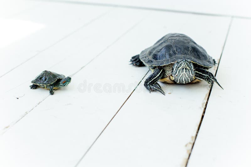 An Image of a Pet Turtle on a White Table Stock Photo - Image of ...