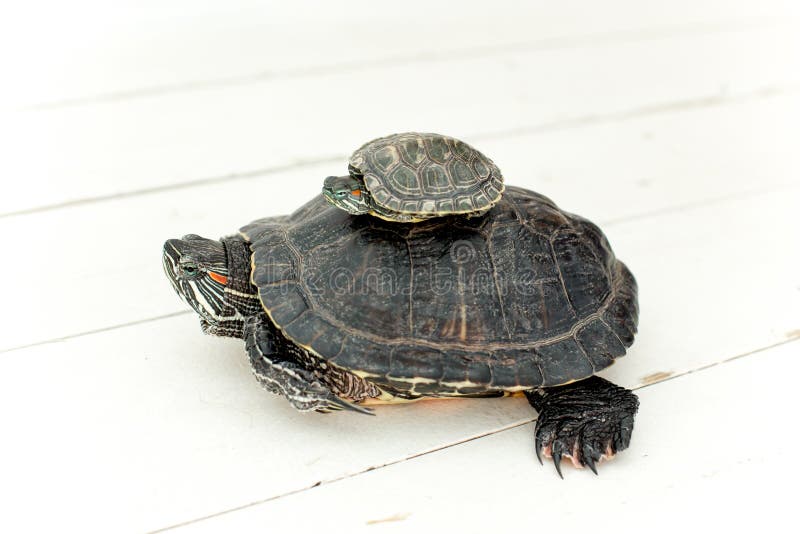 An Image of a Pet Turtle on a White Table Stock Image - Image of slow ...