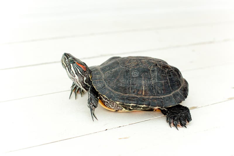 An Image of a Pet Turtle on a White Table Stock Photo - Image of ...