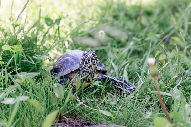 An Image of a Pet Turtle on a White Table Stock Image - Image of shell ...
