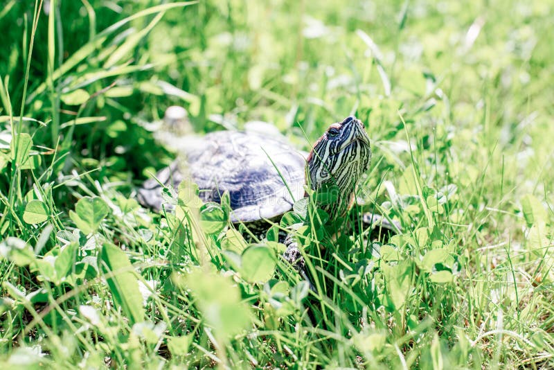 An Image of a Pet Turtle on a White Table Stock Photo - Image of turtle ...