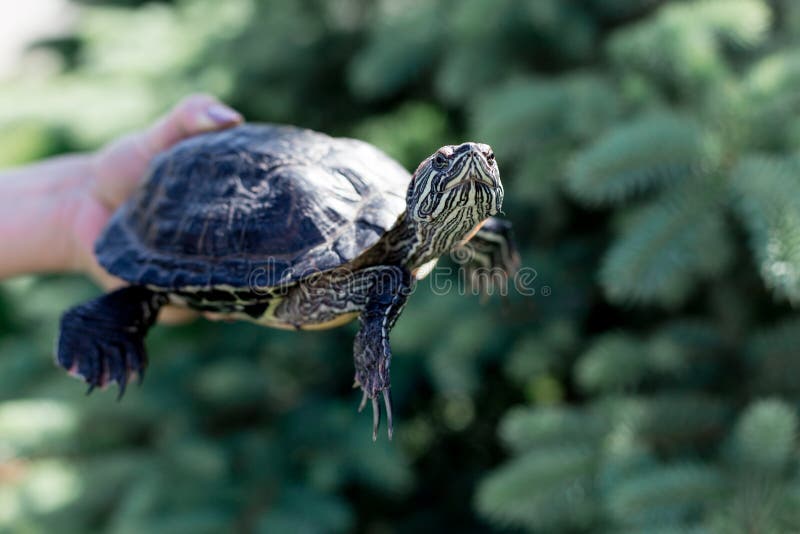 An Image of a Pet Turtle on a White Table Stock Image - Image of ...