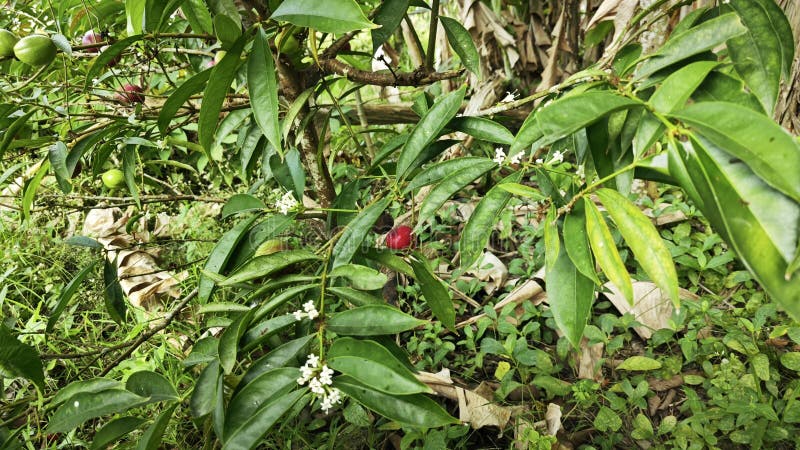 Phaleria Macrocarpa Herbal Tiny Look-like an Apple Fruit Plant. Stock ...