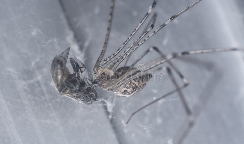 Pholcid Spider Caught a Housefly Stock Image - Image of garden, legged ...
