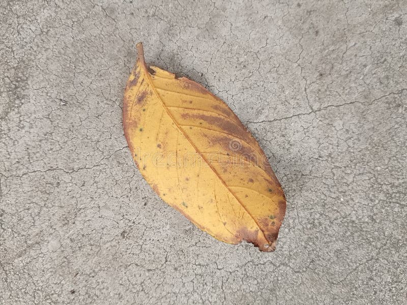 This Image is a Picture of a Leaf that Has Dried Up. Stock Photo ...