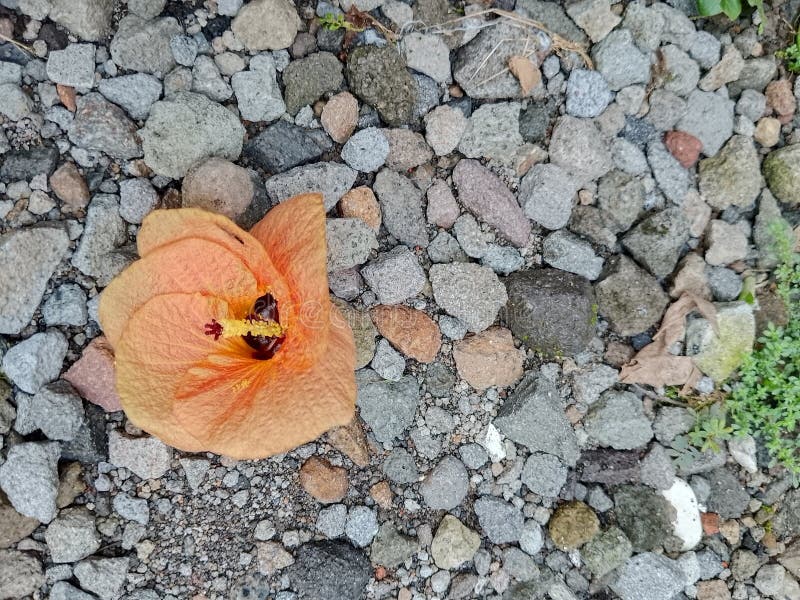This Image is a Picture of Leaves Falling on the Ground Stock Image ...