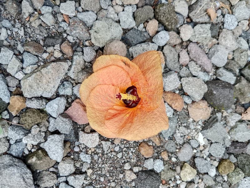 This Image is a Picture of Leaves Falling on the Ground Stock Photo ...