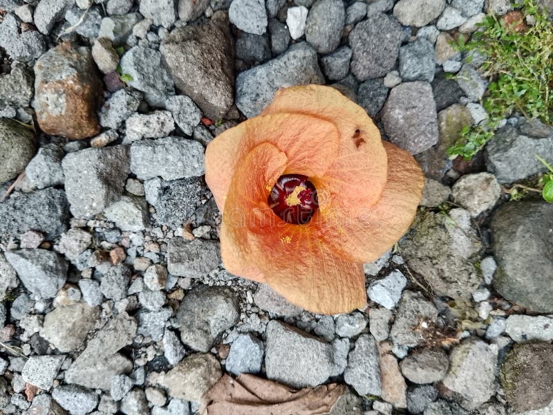 This Image is a Picture of Leaves Falling on the Ground Stock Image ...