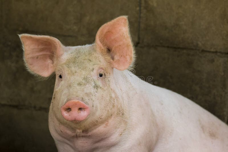 Sick pig in farm stock photo. Image of snout, barn, piggy - 45123922