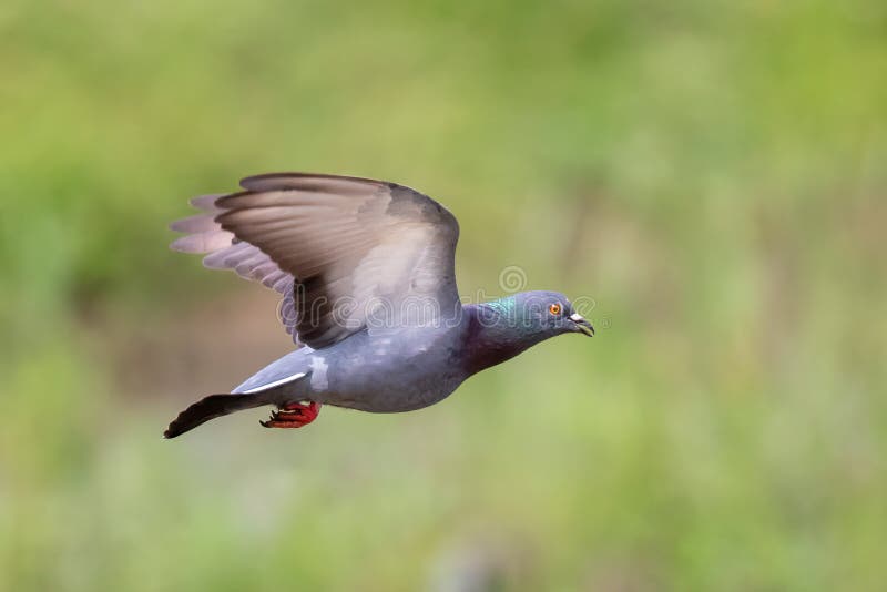 Image of Pigeon Flying on Nature Background. Bird, Animals Stock Image ...
