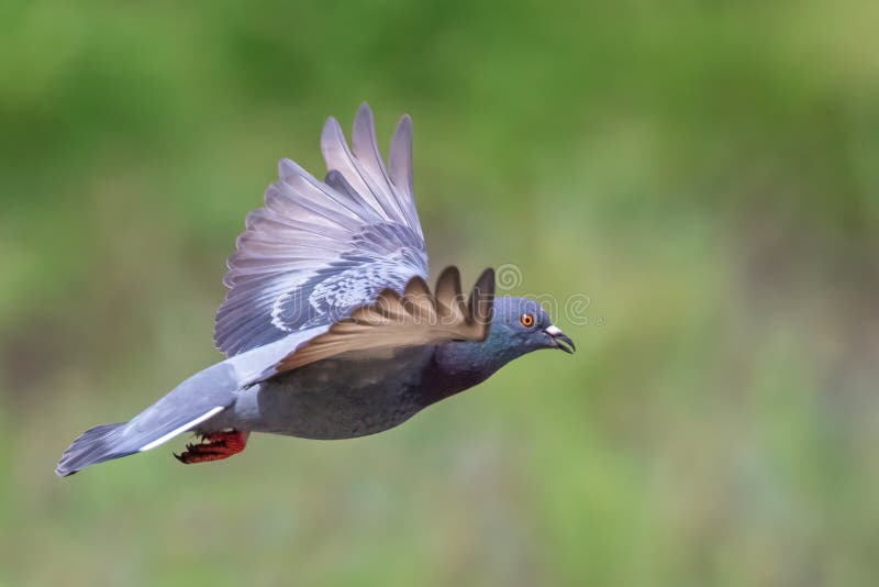 Image of Pigeon Flying on Nature Background. Bird, Animals Stock Photo ...