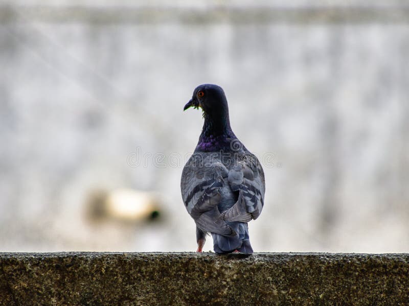 Image of a Pigeon Shot from Back. Stock Image - Image of back, shot ...