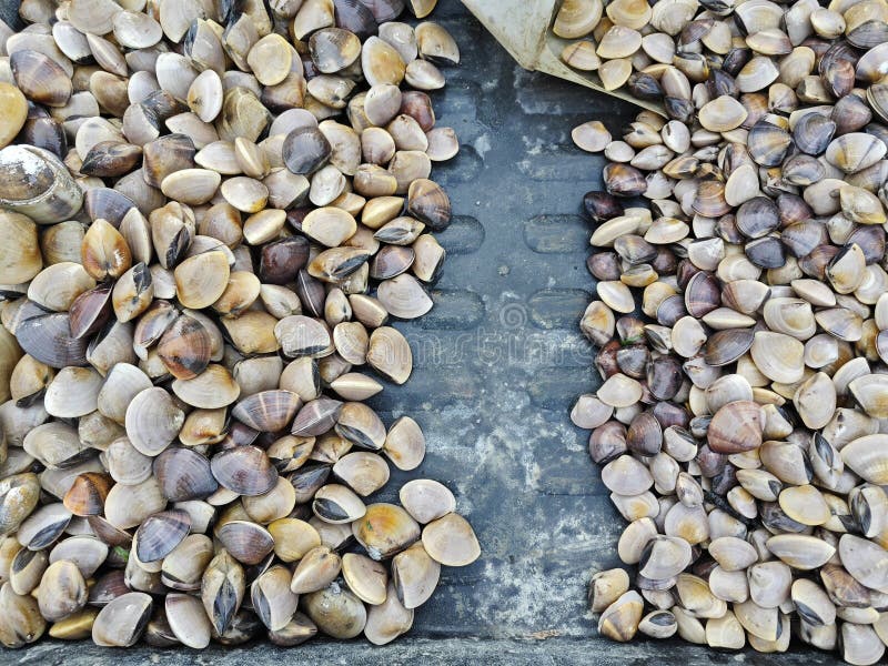 Pile of Smooth Shell Asaphis Violascens Clams for Sale on the Tray ...