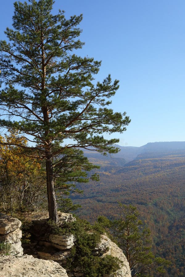 Pine on a hillside stock photo. Image of europe, clouds - 246347074