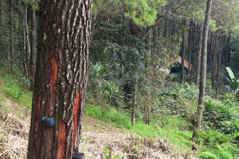 Image of a Pine Tree, and a Container Attached To Its Trunk Most Likely ...