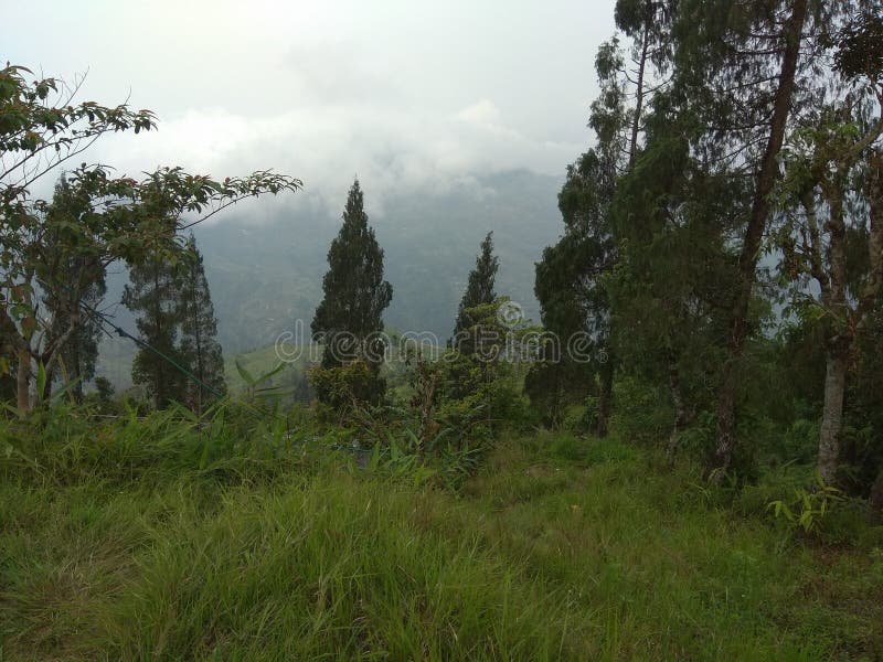 That is the Image of Pine Tree in Way of Mountain. Stock Photo - Image ...