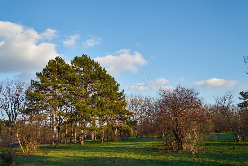Image of Pine Trees in the Spring Park Stock Image - Image of forest ...