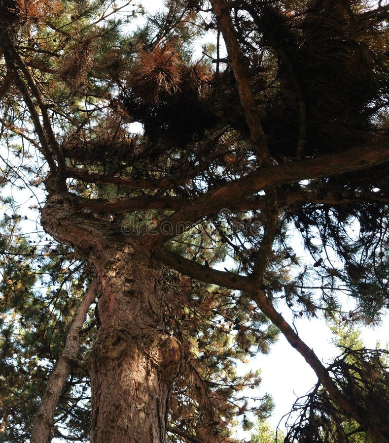 Image of pine trunk stock image. Image of wood, spring - 260678949