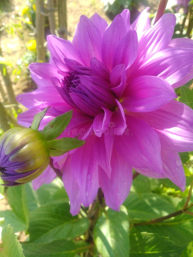 Image of Pink flower stock photo. Image of wildflower - 211727280