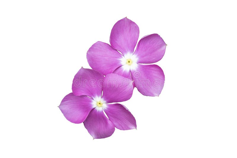 Image Pink Flowers Isolated on the White Background. Image Easy ...