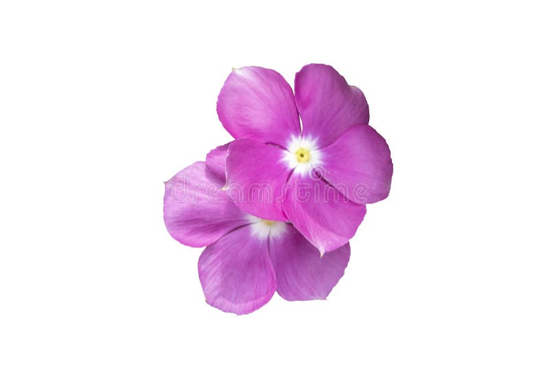 Image Pink Flowers Isolated on the White Background. Image Easy ...
