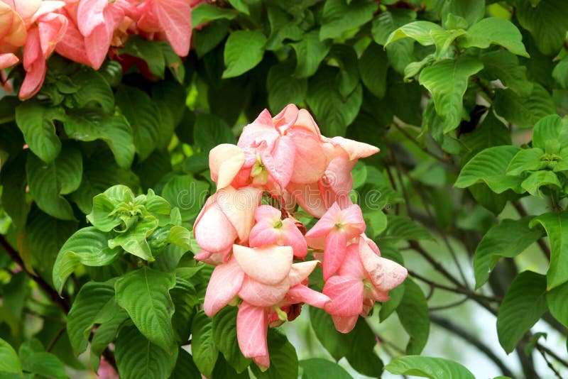 Pink Mussaenda Philippica - Image Stock Image - Image of rubiacea ...