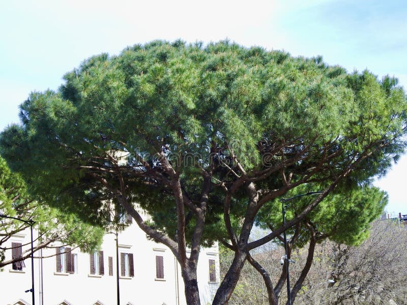 Pinus Pinea Tree in Florence Stock Photo - Image of tree, dawn: 314681216