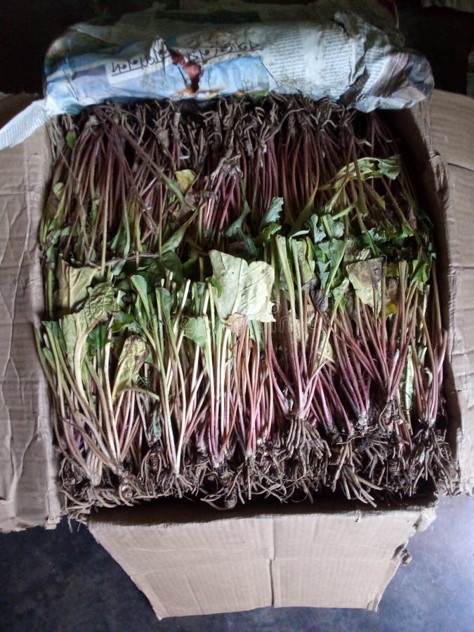 Anath Aashram Stock Photos - Free & Royalty-Free Stock Photos from ...