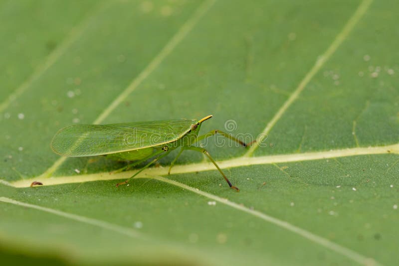 Image of Planthopper Green Insect Leafhopper. Stock Image - Image of ...