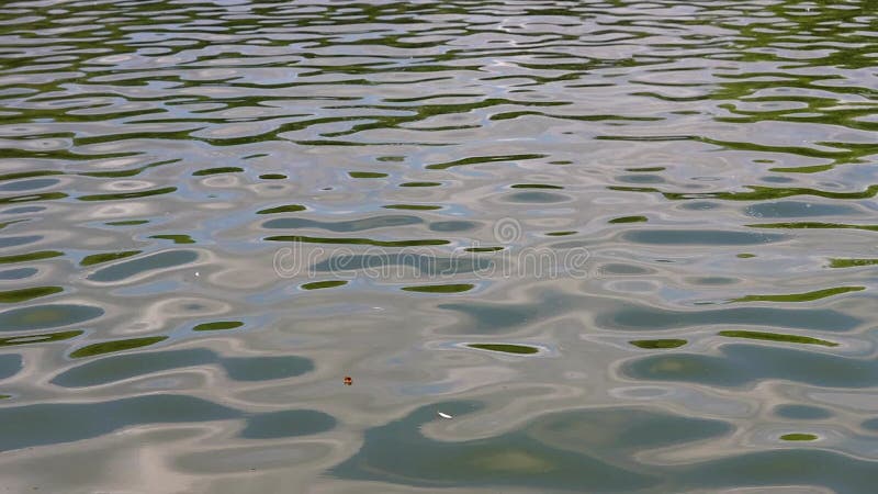 Image of a Polluted Body of Water. Stock Footage - Video of sunlight ...