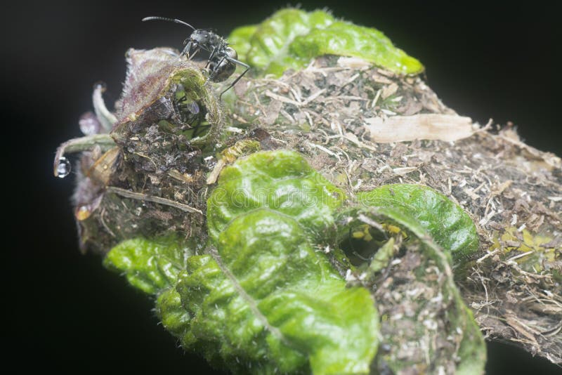 Polyrhachis Dives Ants Crawling on Stem Stock Image - Image of brown ...