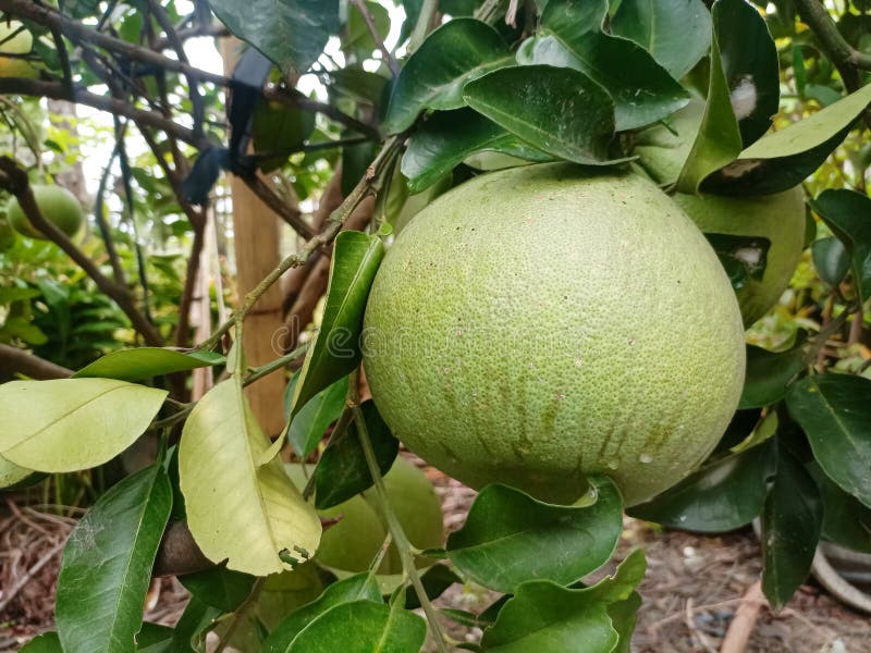 Image of Pomelo Fruit Tree in Fruit Garden Stock Photo - Image of ...