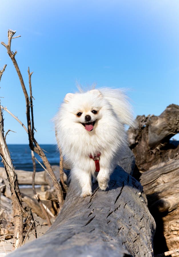 Image of Pomeranian Spitz in Wild Beach. Cute White Little Dog Stock ...