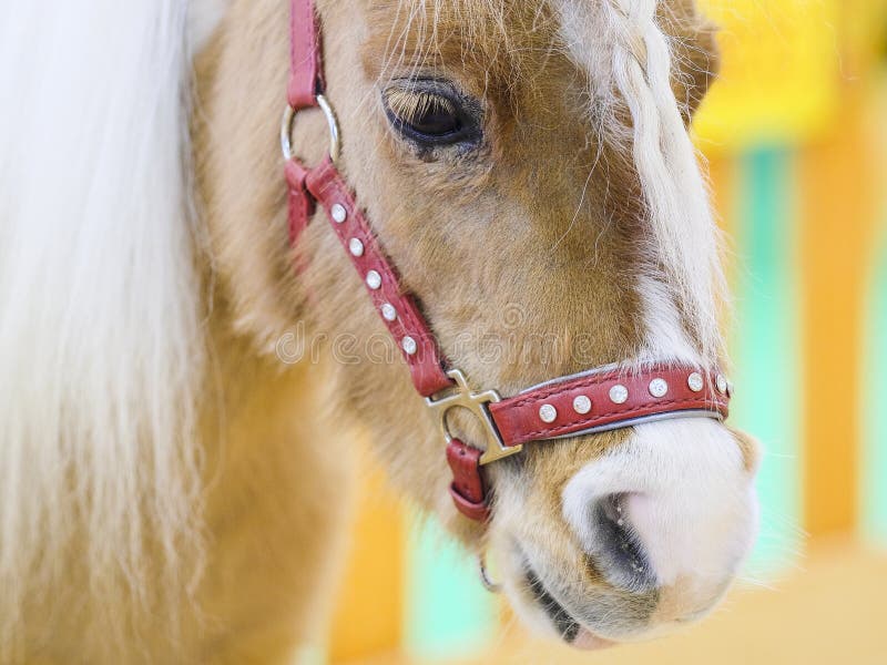 Pony close up shot of head stock photo. Image of freedom - 140717040