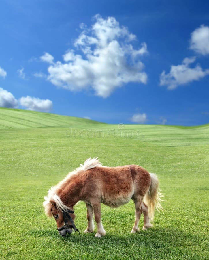 Pony in nature stock photo. Image of horse, ponies, outdoors - 119872090