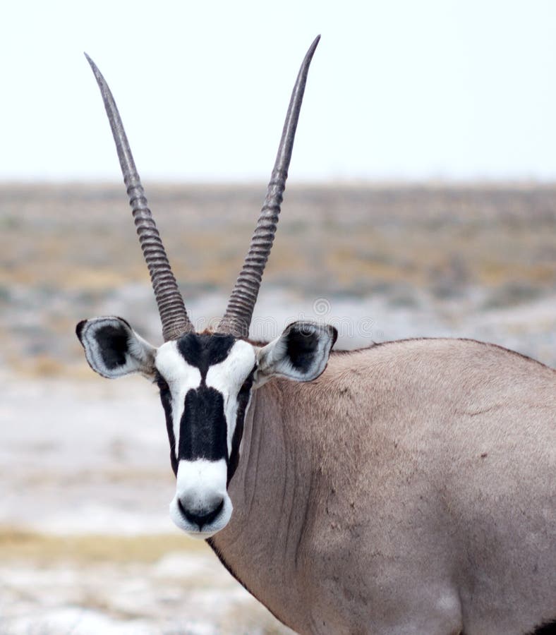 Oryx stock image. Image of portrait, nature, animal - 102149477