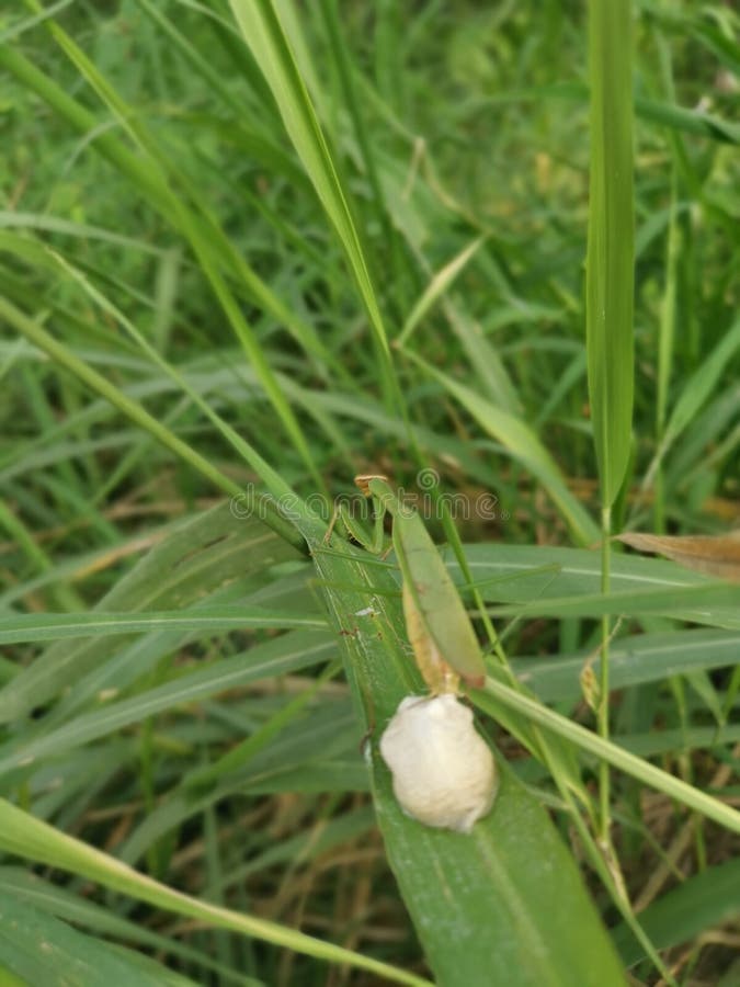 Praying Mantis Egg Sac Stock Photos - Free & Royalty-Free Stock Photos ...