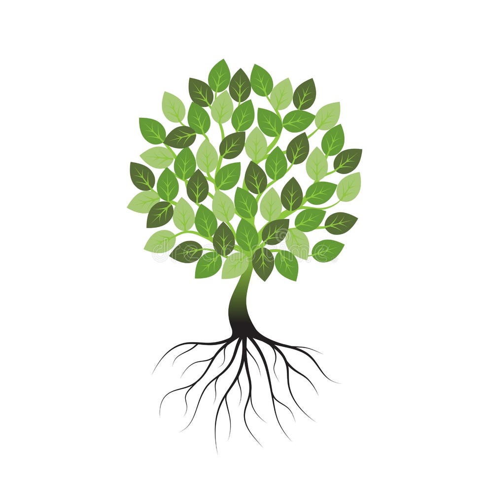 Olive Tree Roots Stock Illustrations – 325 Olive Tree Roots Stock ...
