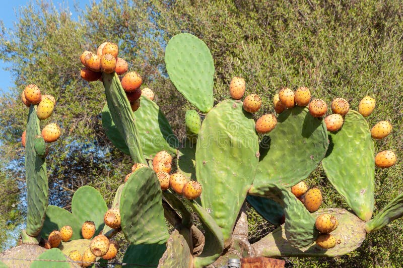 Image of a Prickly Pear Tree with Prickly Pears Stock Photo - Image of ...