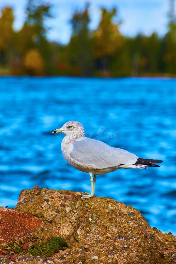 Profile of Seagull on a Multicolored Rock with Blue and Deeper Blue ...